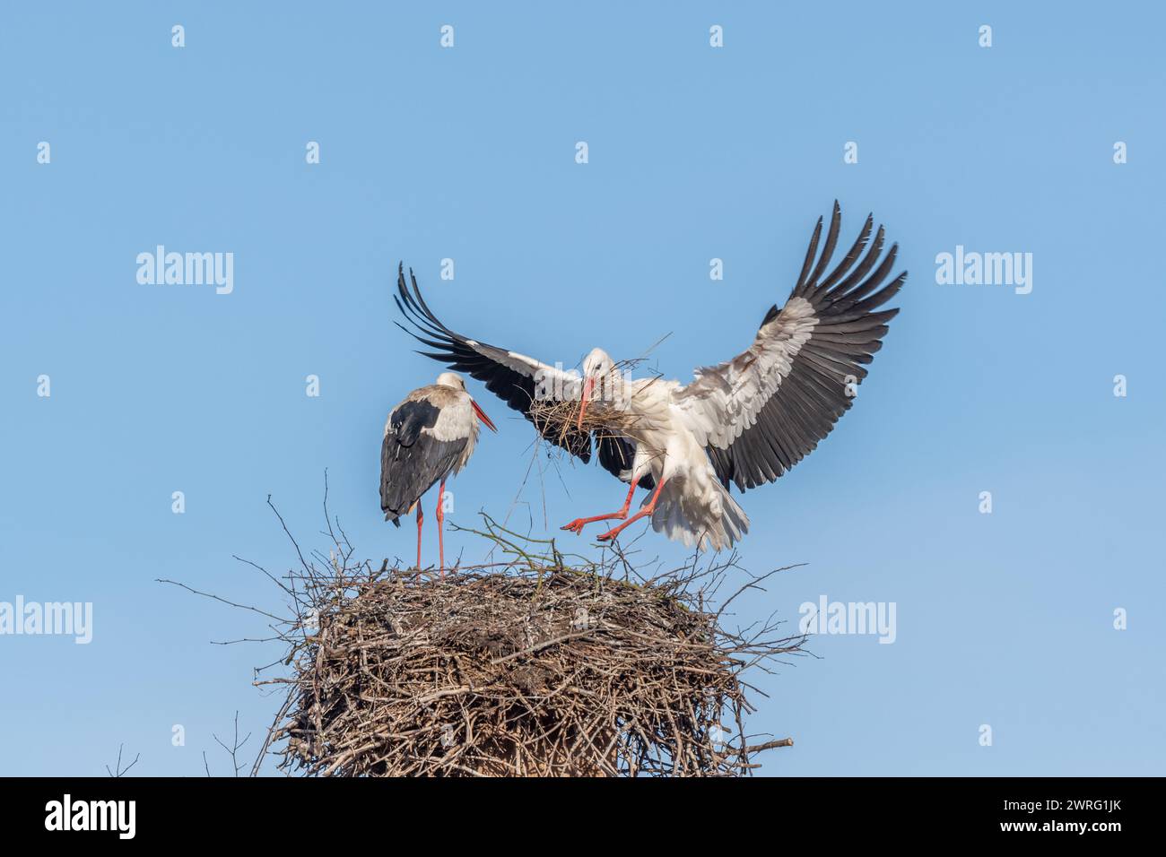 Couple of white storks in courtship display (ciconia ciconia) building ...