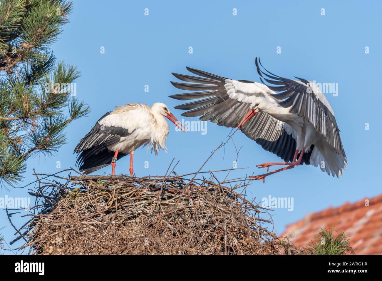 Couple of white storks in courtship display (ciconia ciconia) building ...
