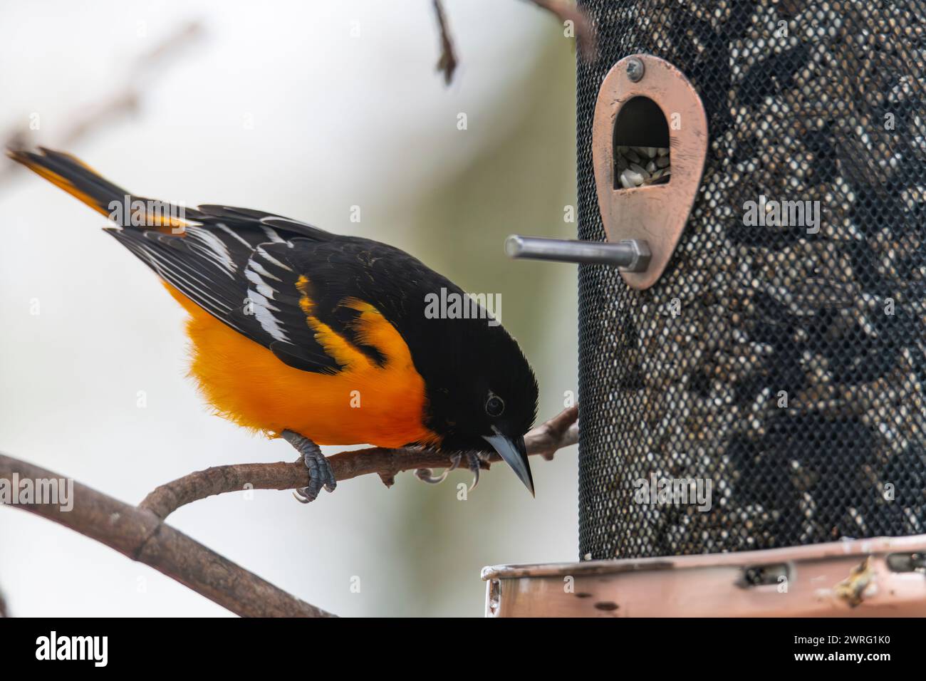 Baltimore oriole, Icterus looking for food while on a migration path ...