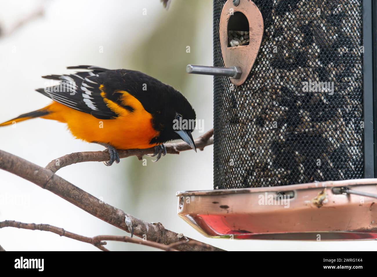 Baltimore oriole, Icterus looking for food while on a migration path ...