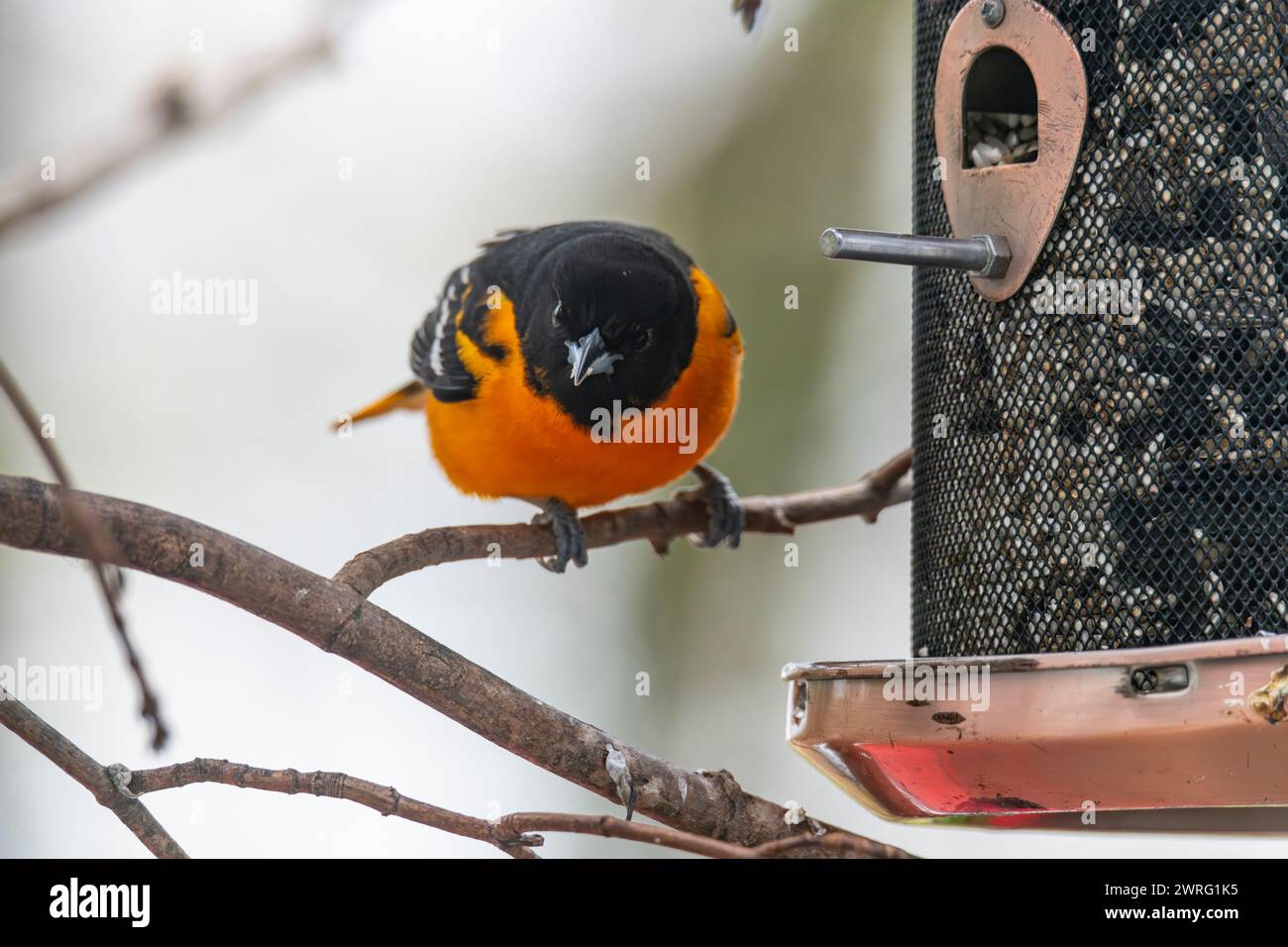 Baltimore oriole, Icterus looking for food while on a migration path ...