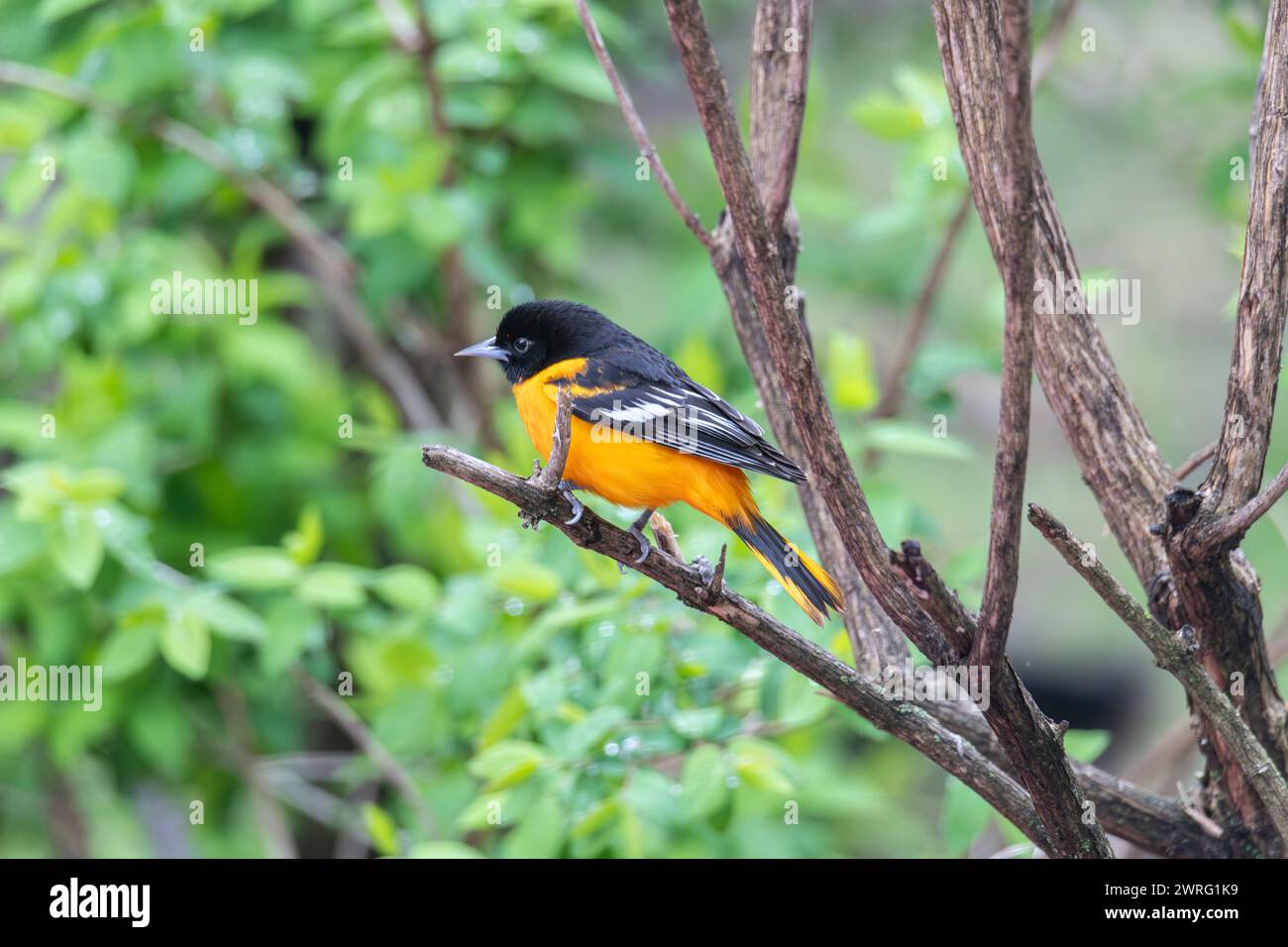 Baltimore oriole, Icterus looking for food while on a migration path ...