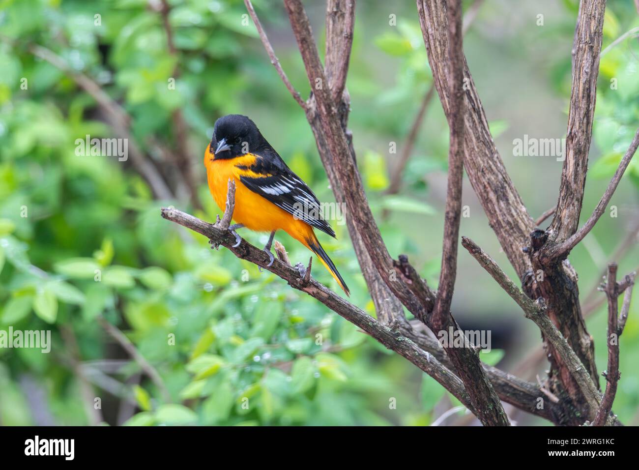 Baltimore oriole, Icterus looking for food while on a migration path ...