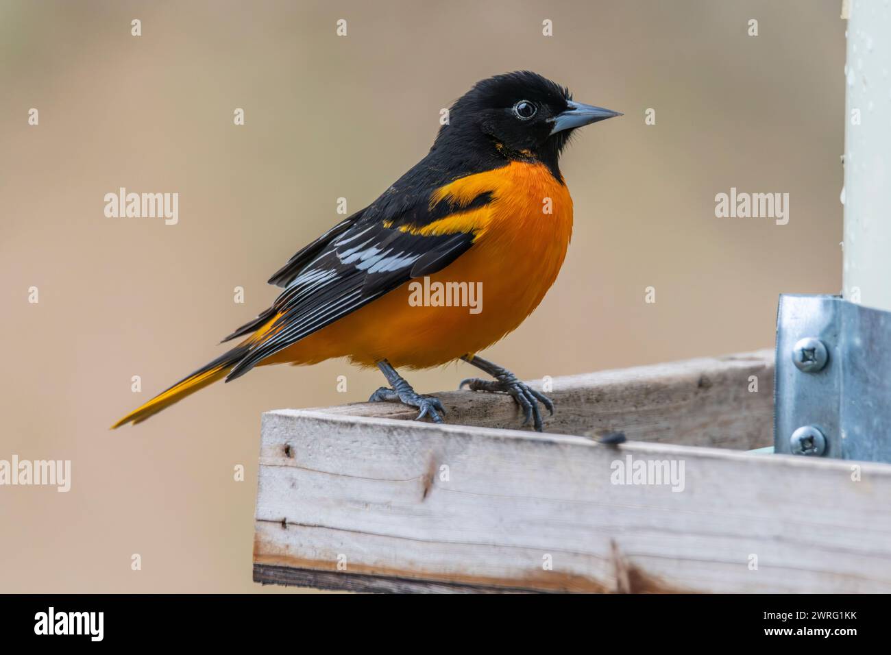 Baltimore oriole, Icterus looking for food while on a migration path ...