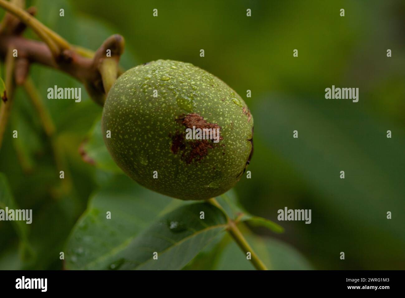 Plant in hard spot hi-res stock photography and images - Alamy