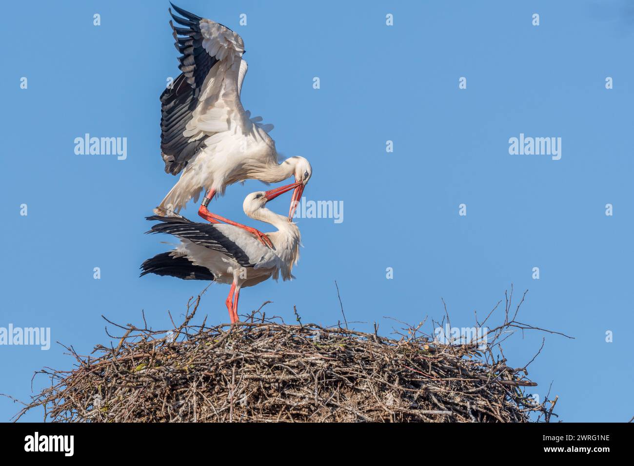 Mating white storks in courtship display (ciconia ciconia) on their ...
