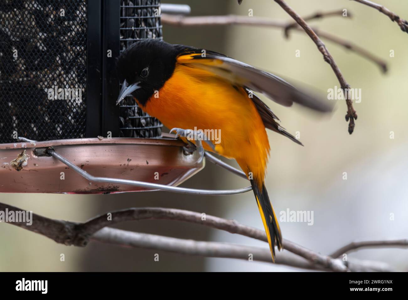 Baltimore oriole, Icterus looking for food while on a migration path ...