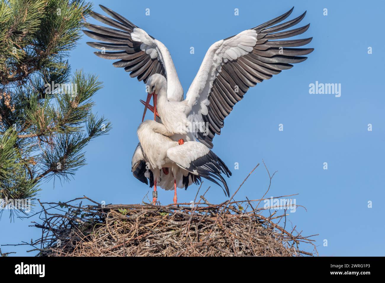 Mating white storks in courtship display (ciconia ciconia) on their ...