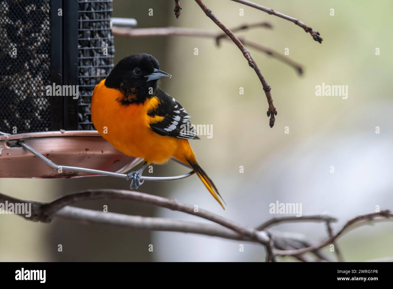 Baltimore oriole, Icterus looking for food while on a migration path ...