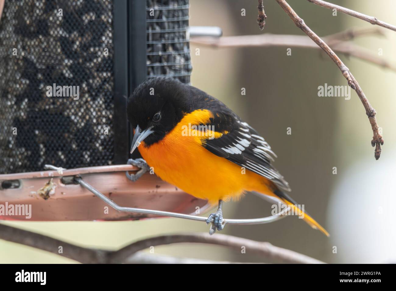 Baltimore oriole, Icterus looking for food while on a migration path ...