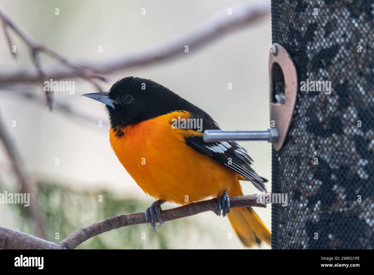 Baltimore oriole, Icterus looking for food while on a migration path ...