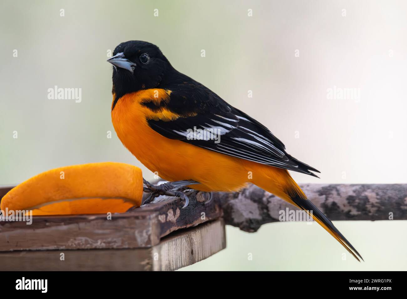 Baltimore oriole, Icterus looking for food while on a migration path ...