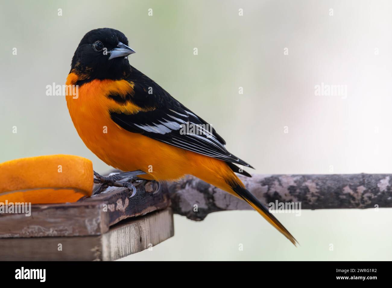 Baltimore oriole, Icterus looking for food while on a migration path ...