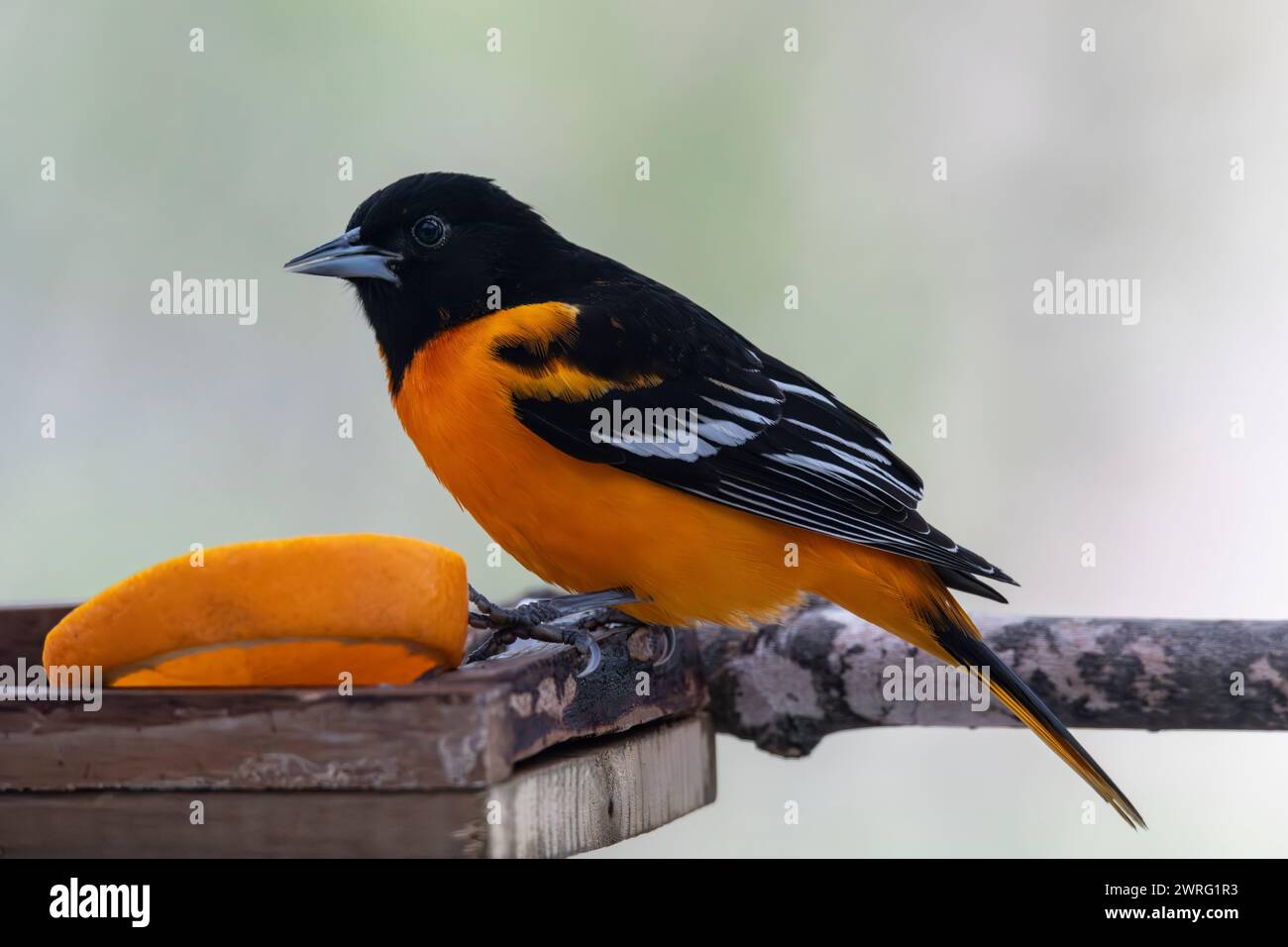 Baltimore oriole, Icterus looking for food while on a migration path ...