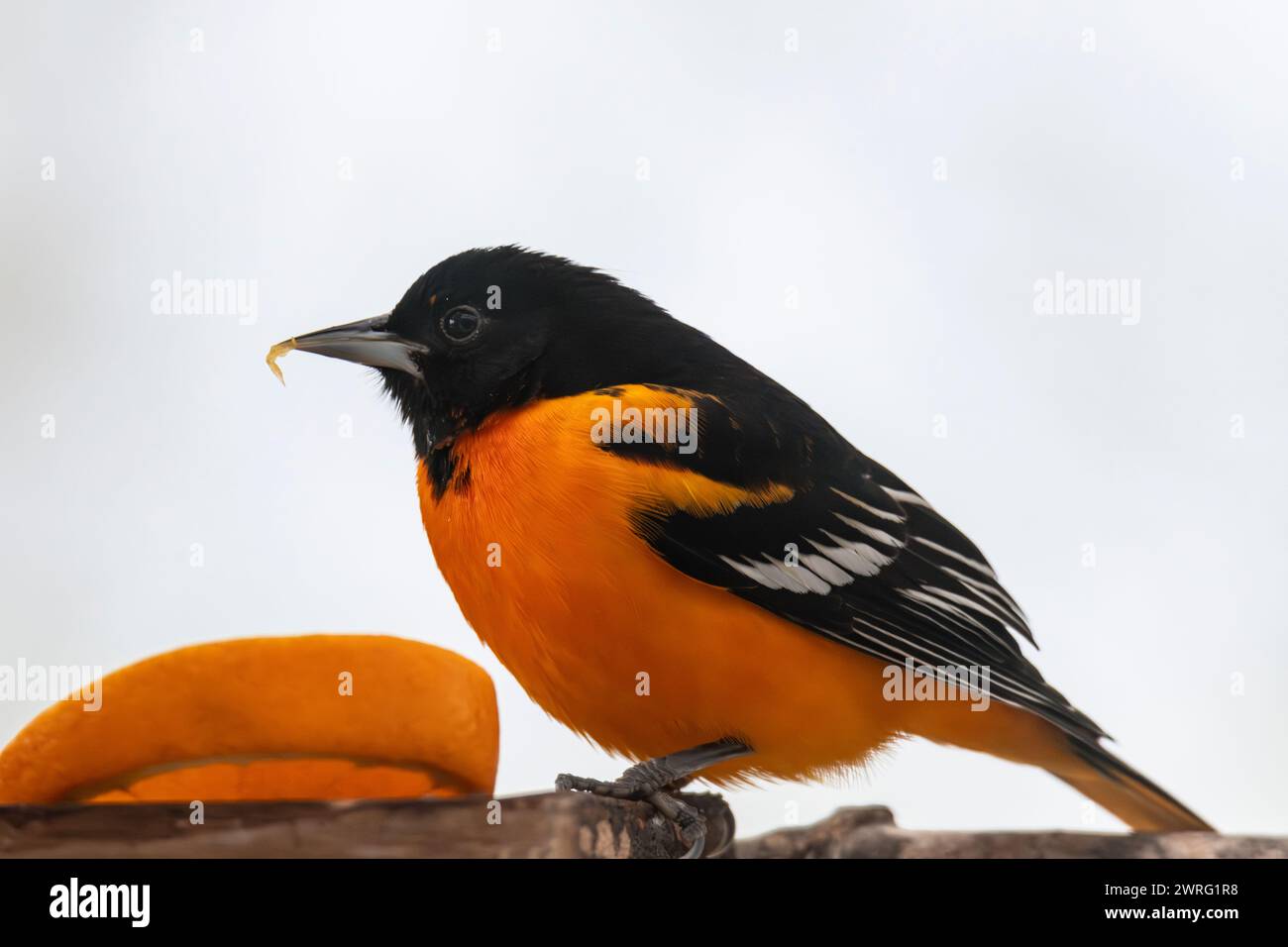 Baltimore oriole, Icterus looking for food while on a migration path ...