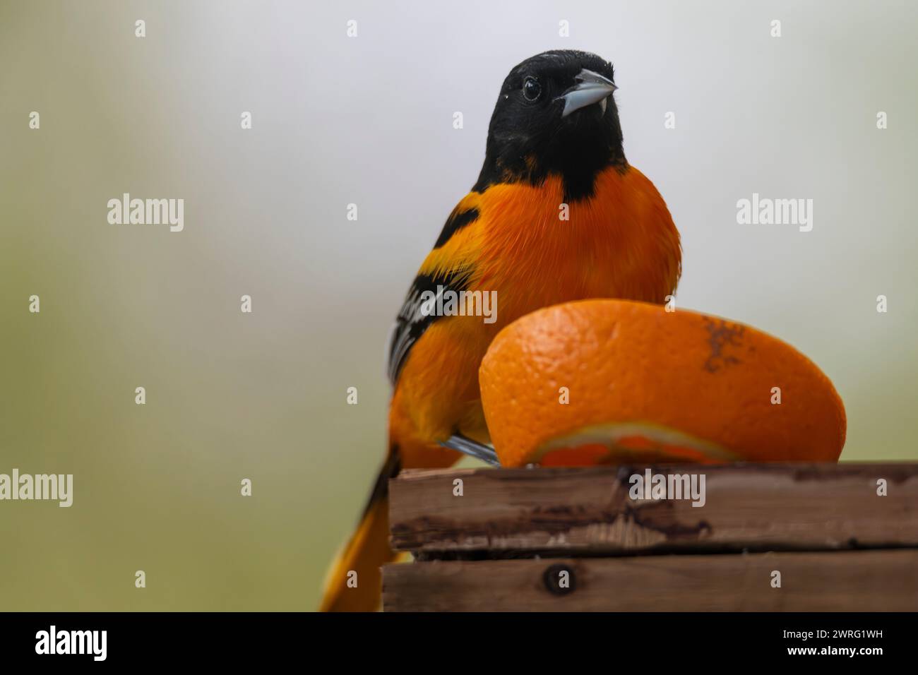 Baltimore oriole, Icterus looking for food while on a migration path ...