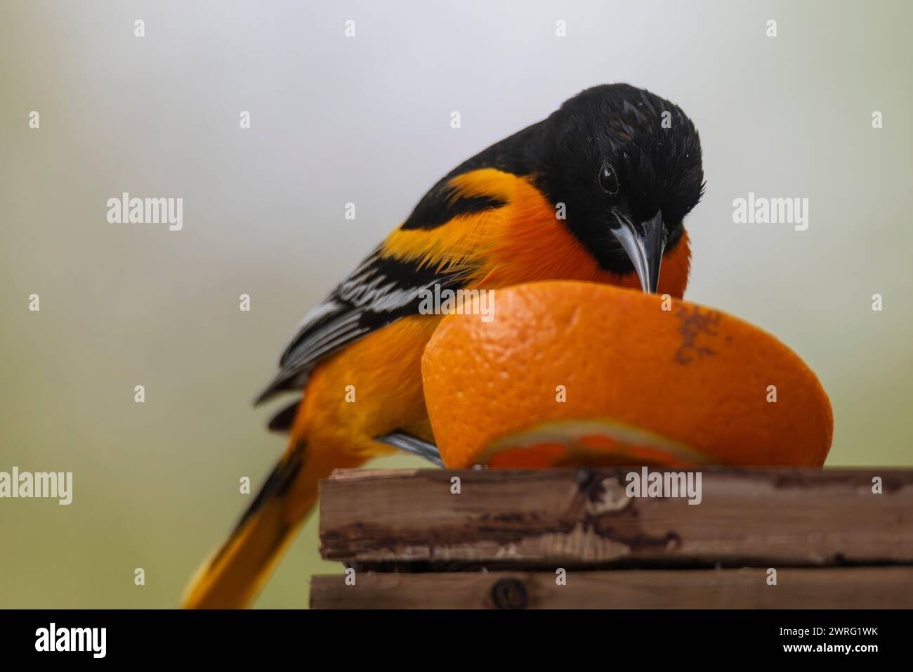Baltimore oriole, Icterus looking for food while on a migration path ...