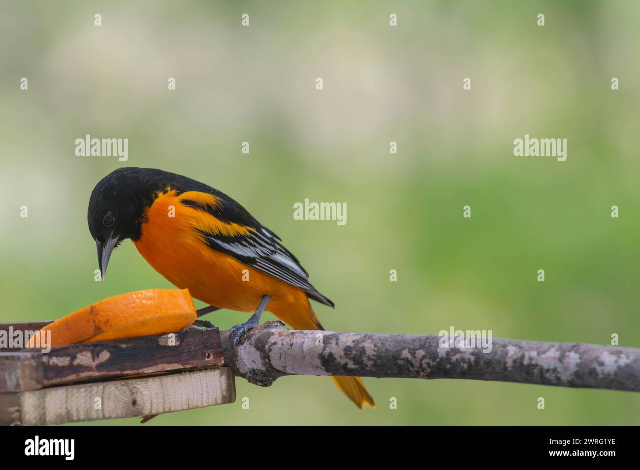 Baltimore oriole, Icterus looking for food while on a migration path ...