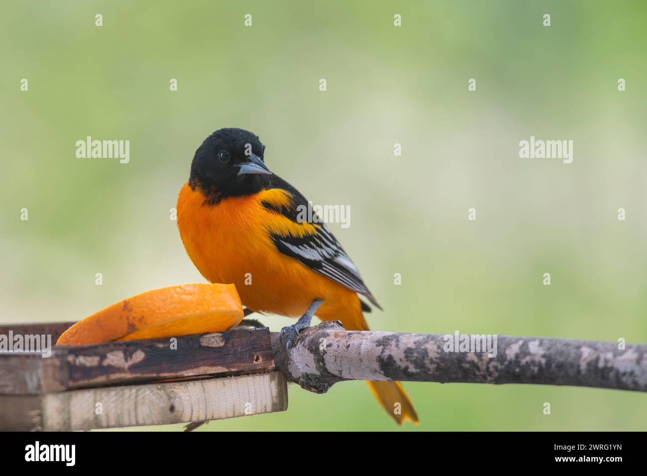 Baltimore oriole, Icterus looking for food while on a migration path ...