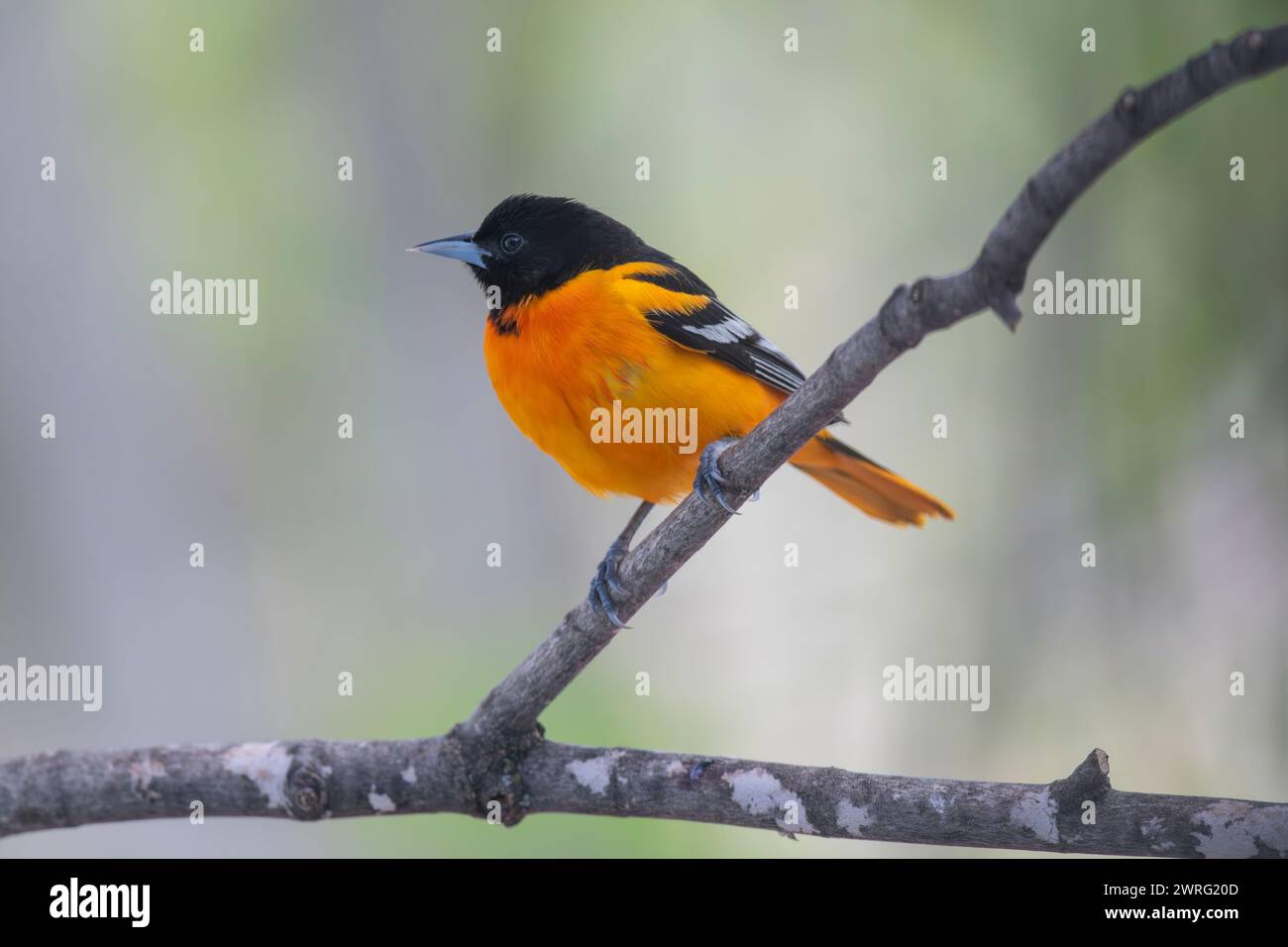 Baltimore oriole, Icterus looking for food while on a migration path ...