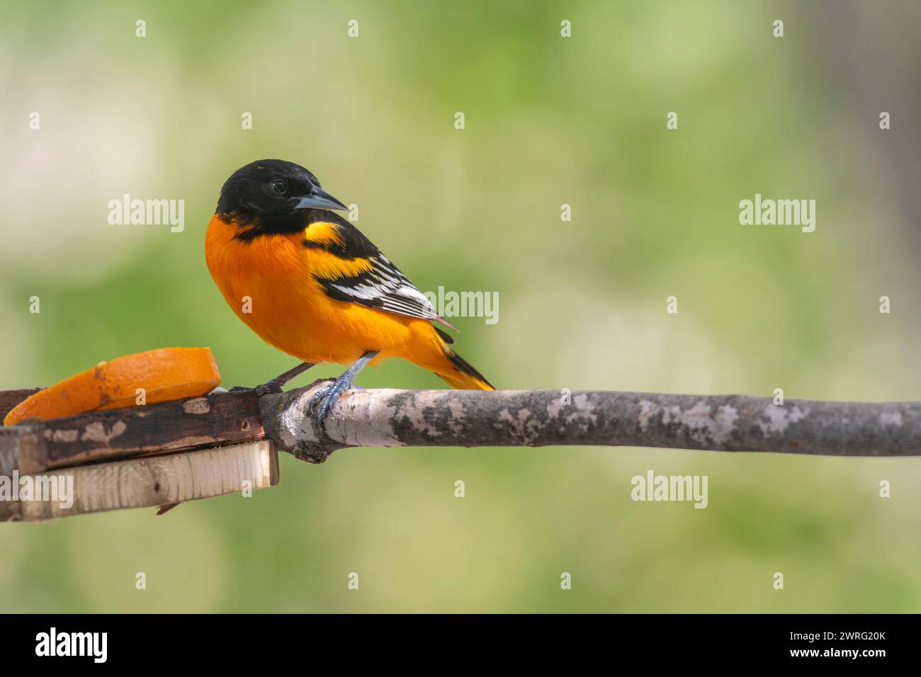 Baltimore oriole, Icterus looking for food while on a migration path ...