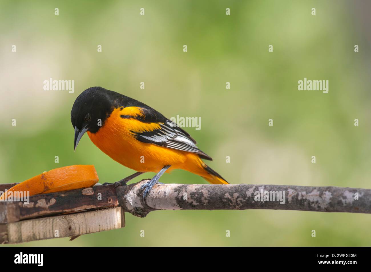 Baltimore oriole, Icterus looking for food while on a migration path ... Baltimore oriole, Icterus looking for food while on a migration path ...