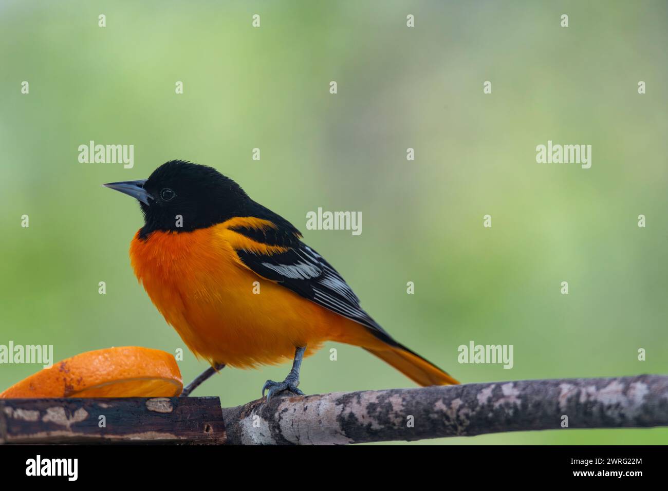 Baltimore oriole, Icterus looking for food while on a migration path ...