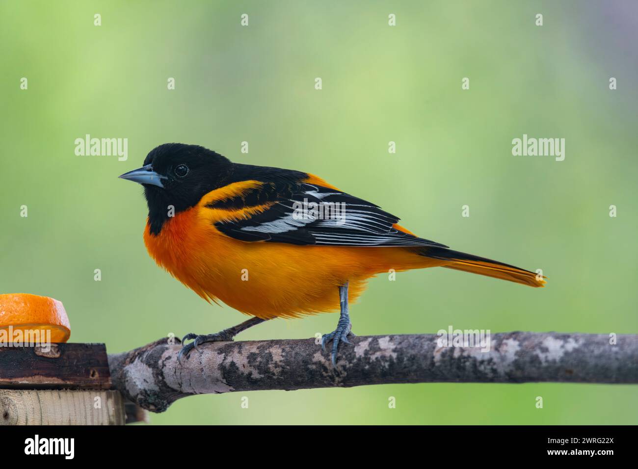Baltimore oriole, Icterus looking for food while on a migration path ...