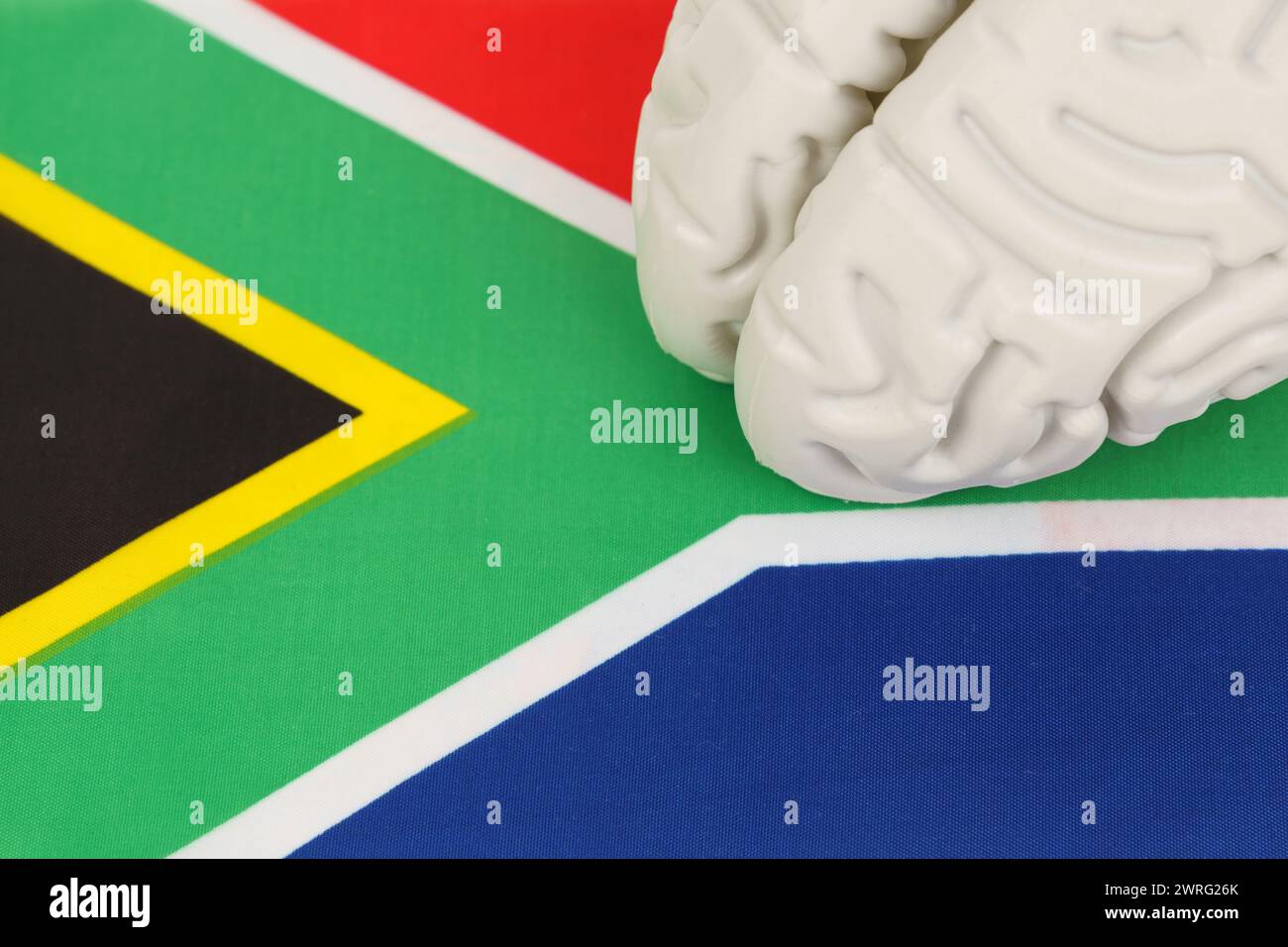 Detailed close-up of the plastic model of the brain on the South ...