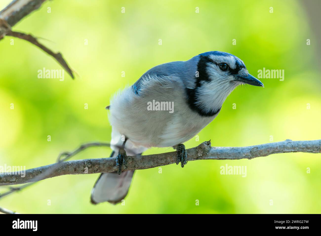 Native birds of eastern canada hi-res stock photography and images - Alamy