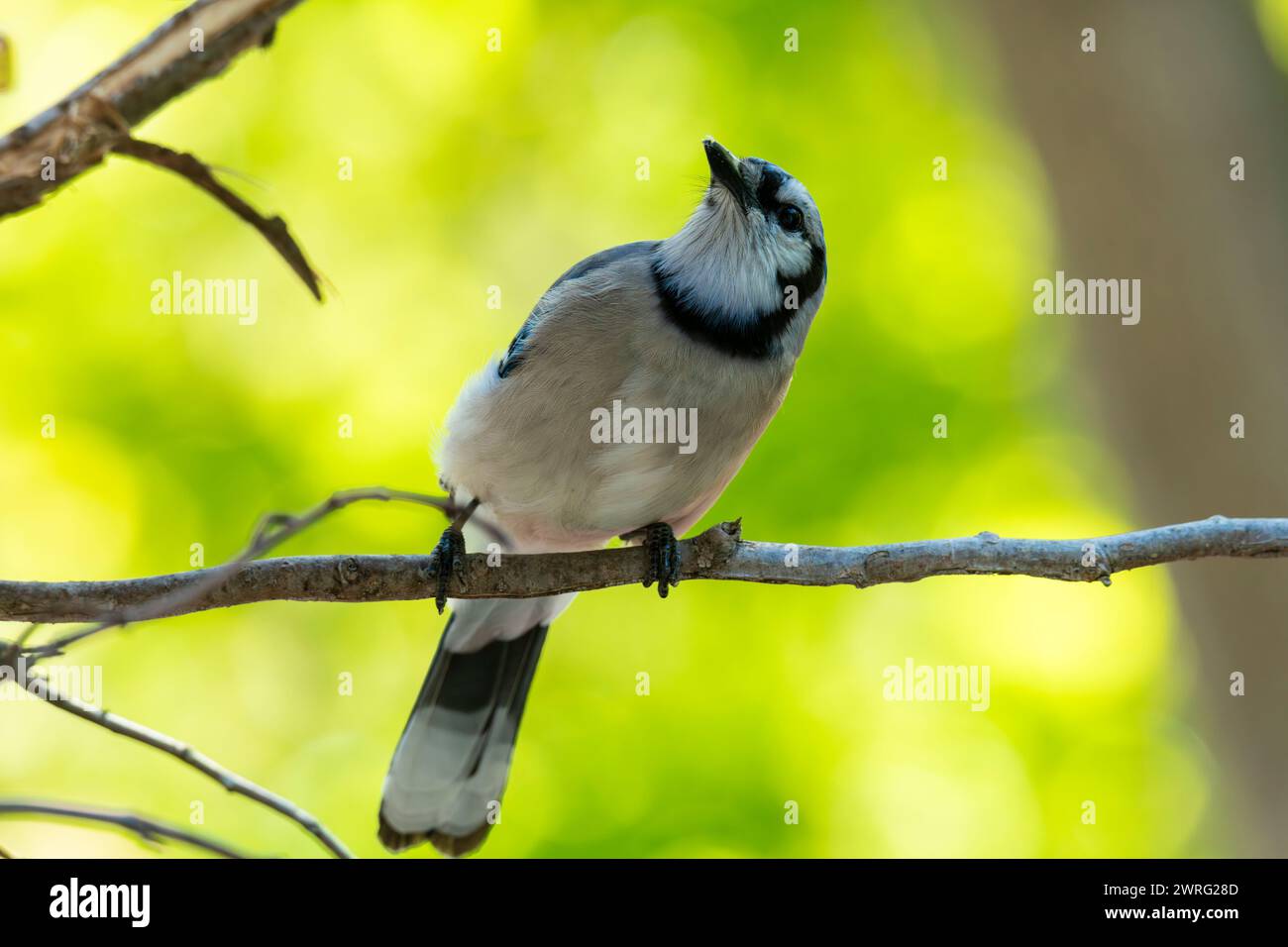 Blue jay perched on a tree branch, Brownsburg-Chatham, Quebec, Canada Stock Photo - Alamy