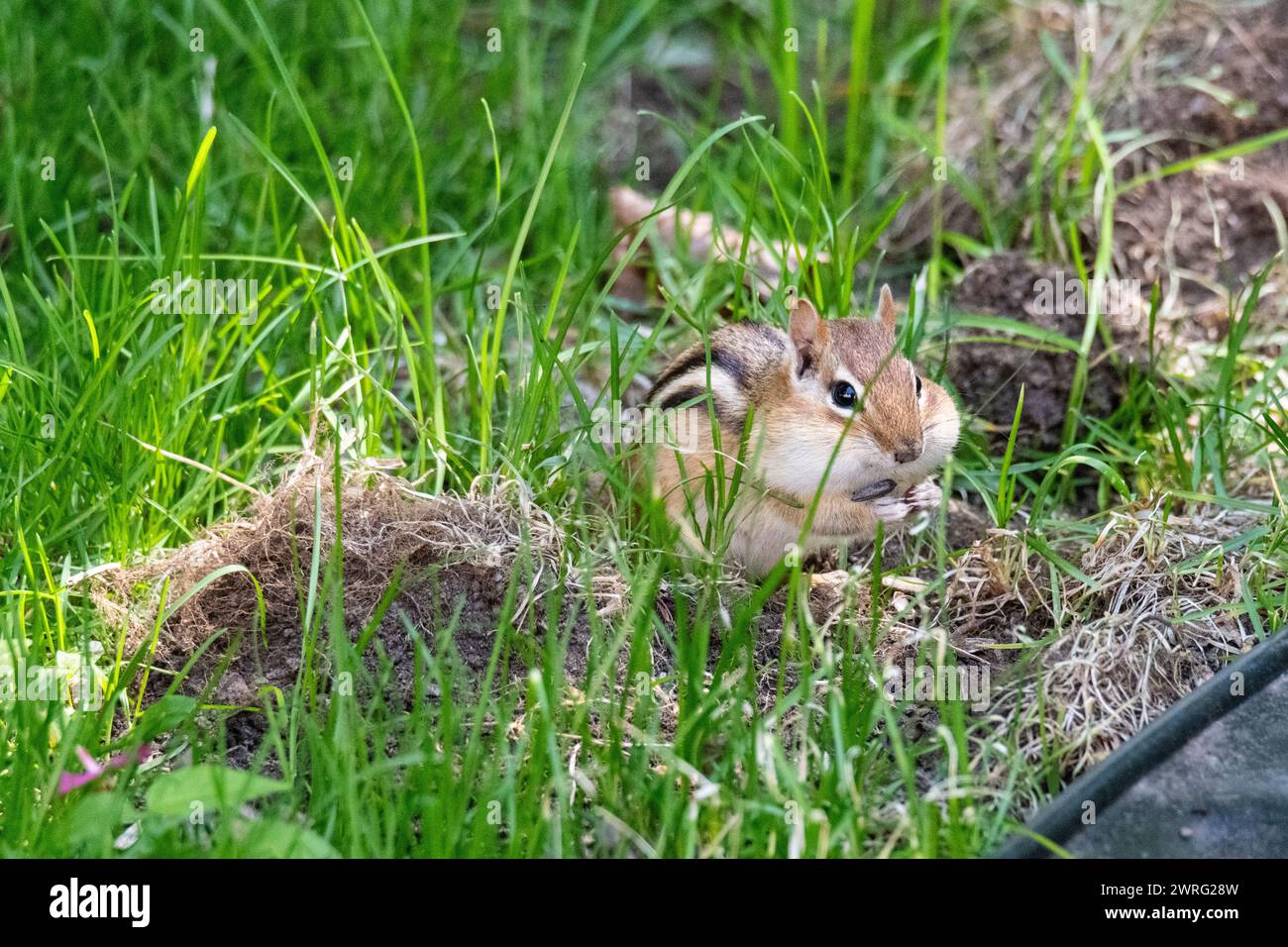 eastern chipmunk ,Tamias striatus, searching for food on the ground ...