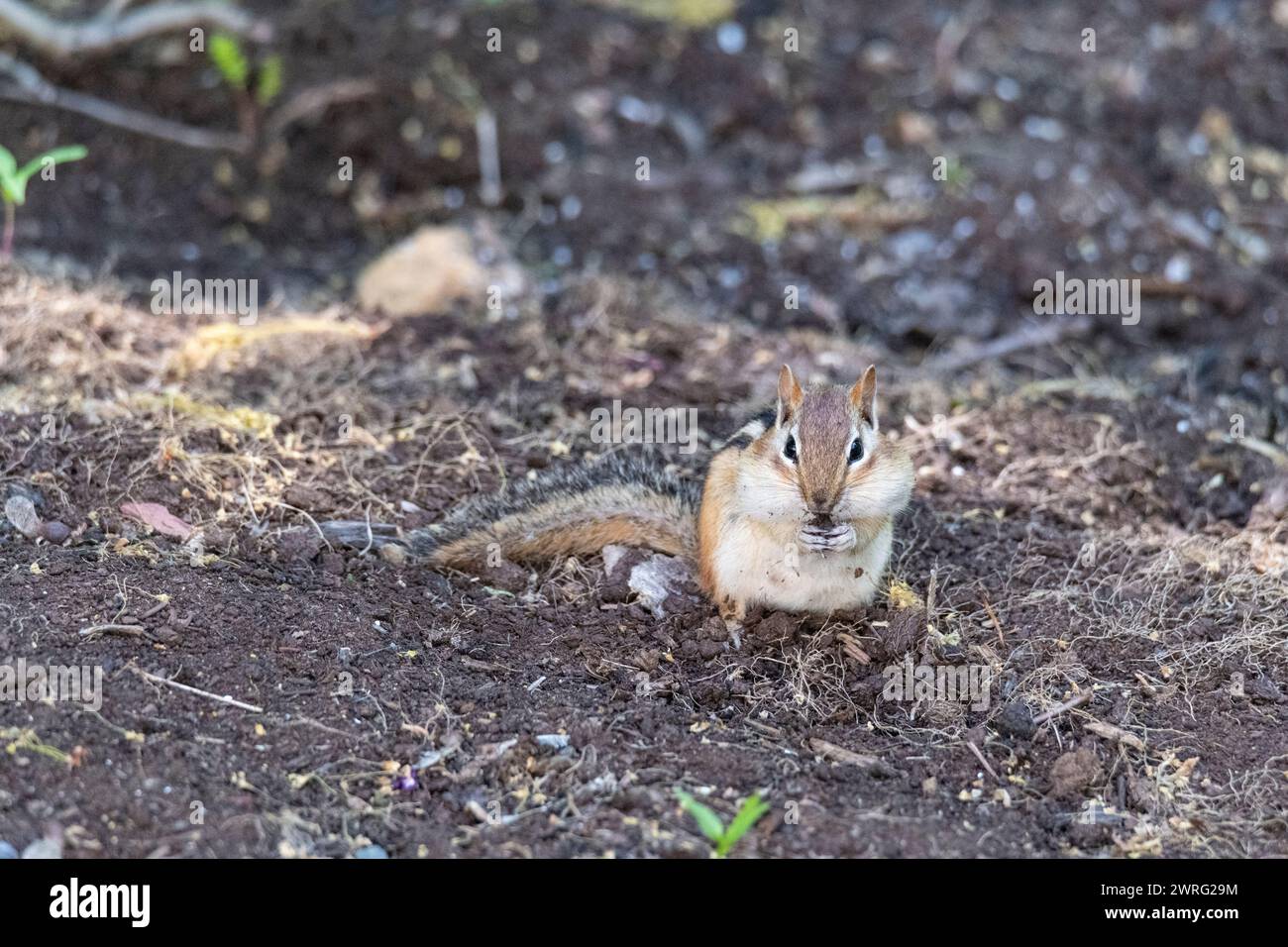 eastern chipmunk ,Tamias striatus, searching for food on the ground ...