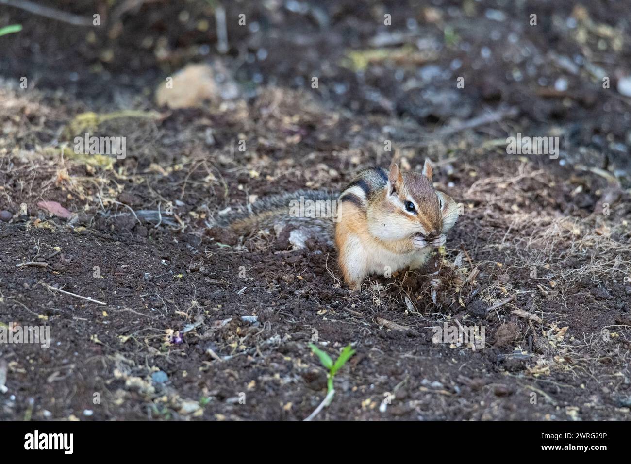 Chipmunk full cheeks hi-res stock photography and images - Alamy