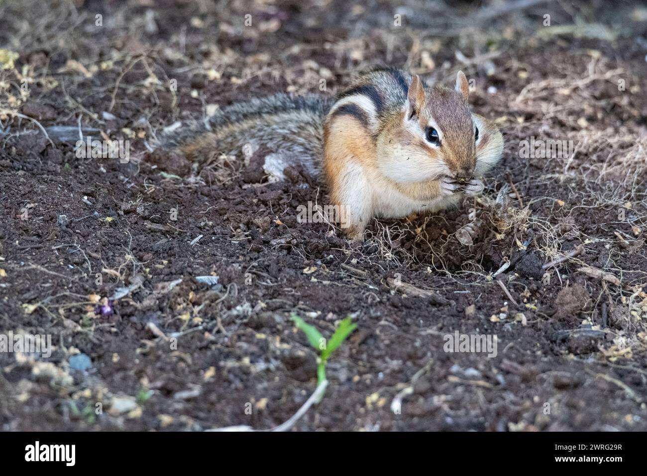 Puffed cheeks hi-res stock photography and images - Alamy