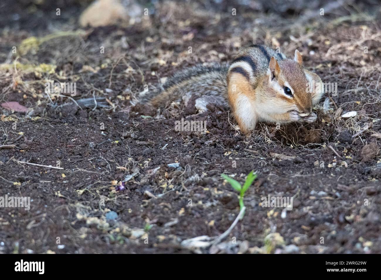 eastern chipmunk ,Tamias striatus, searching for food on the ground ...