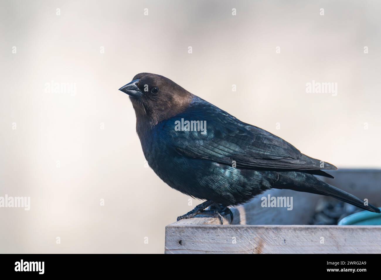 male brown-headed cowbird, Molothrus ater, brood parasite, lays eggs in ...