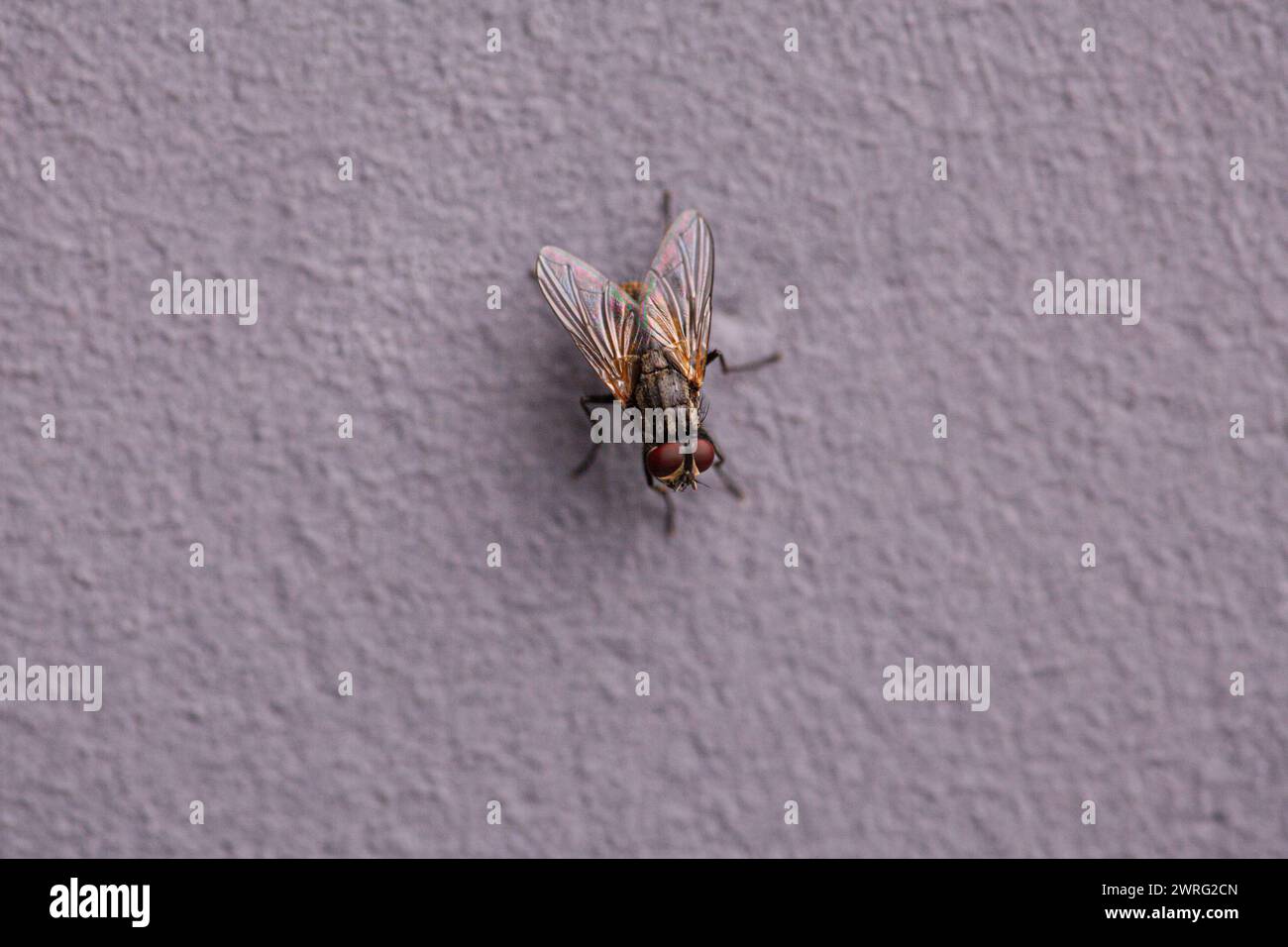 Adult House Fly of the species Musca domestica. High quality photo ...