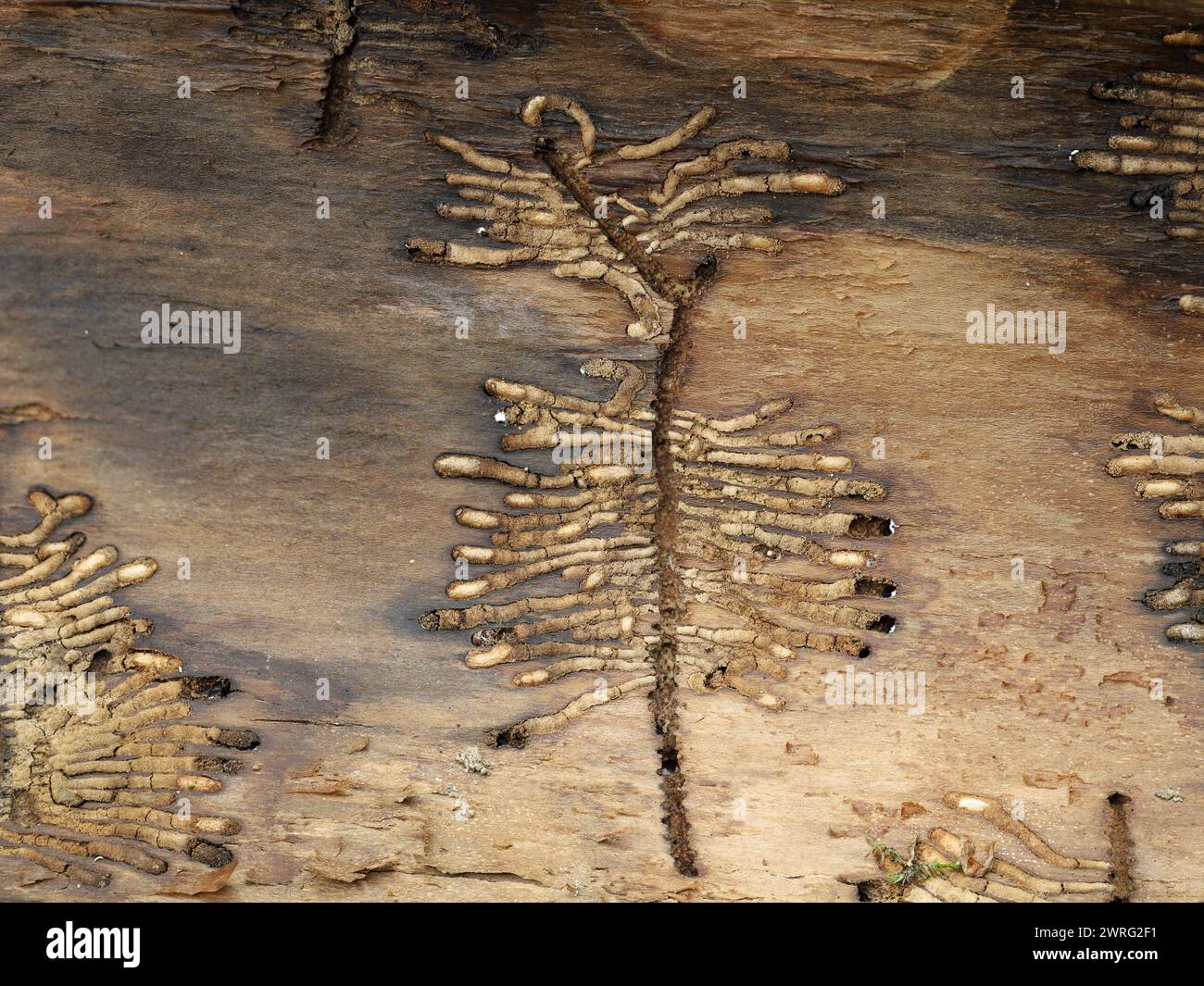 residues of a larva of a european bark beetle, Ips typographus, in a ...