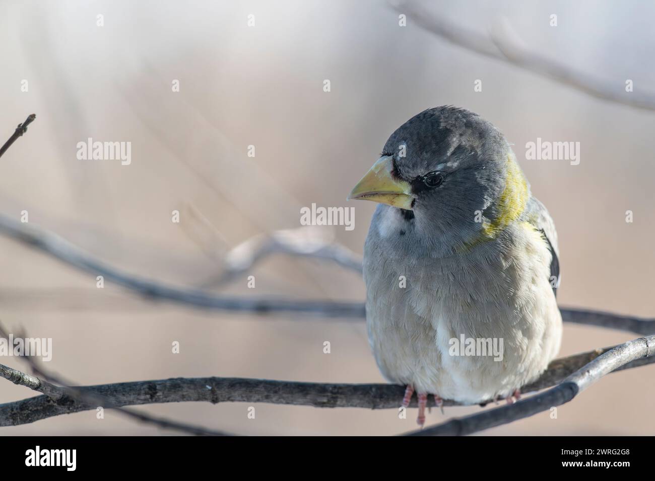 Hesperiphona vespertine hi-res stock photography and images - Alamy