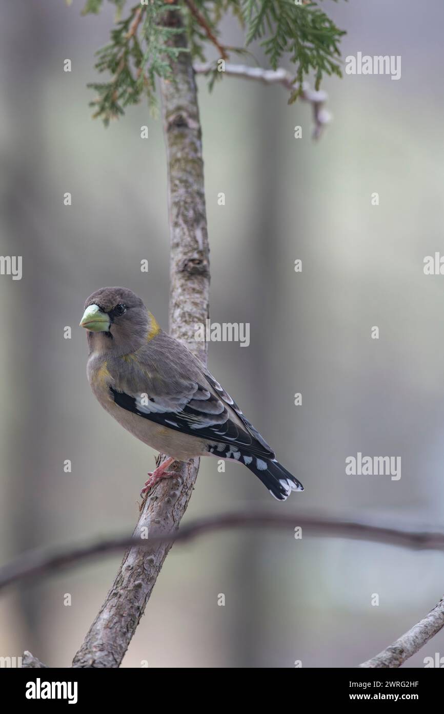 female evening grosbeak, Hesperiphona vespertine on a branch Stock ...