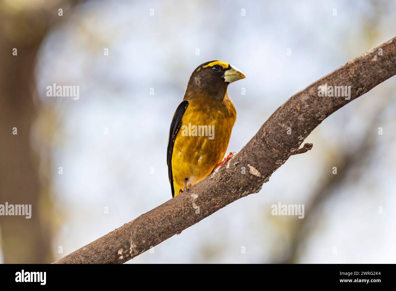 Hesperiphona vespertine hi-res stock photography and images - Alamy