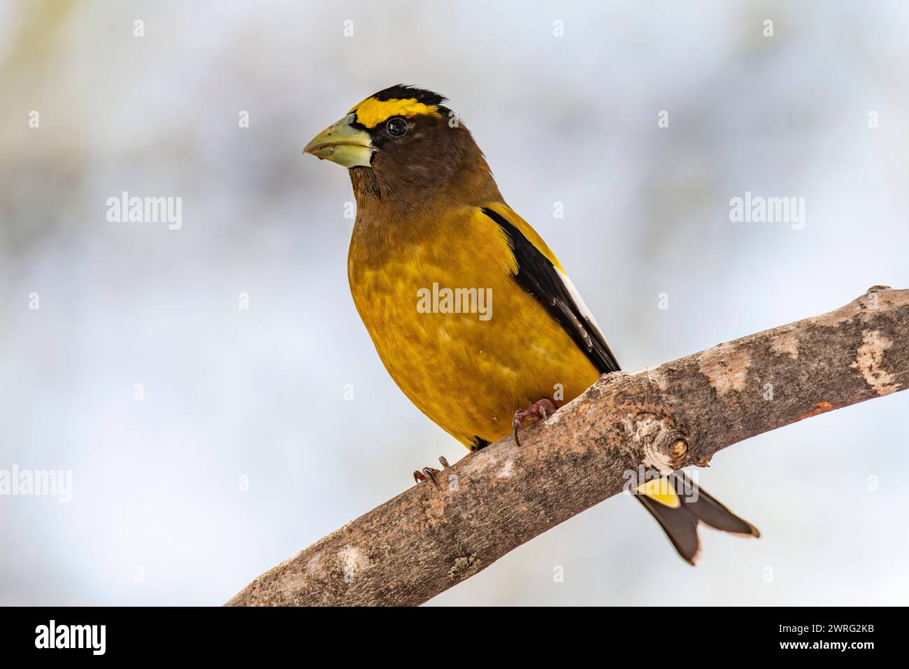 Hesperiphona vespertine hi-res stock photography and images - Alamy