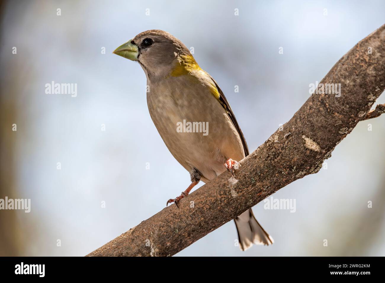 female evening grosbeak, Hesperiphona vespertine on a branch Stock ...