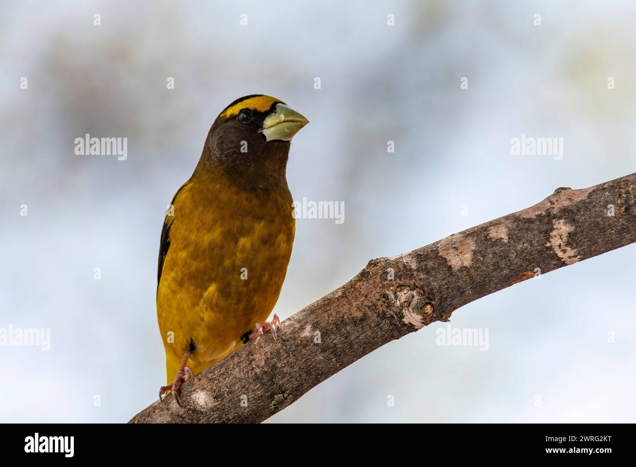 male evening grosbeak, Hesperiphona vespertine on a branch Stock Photo ...