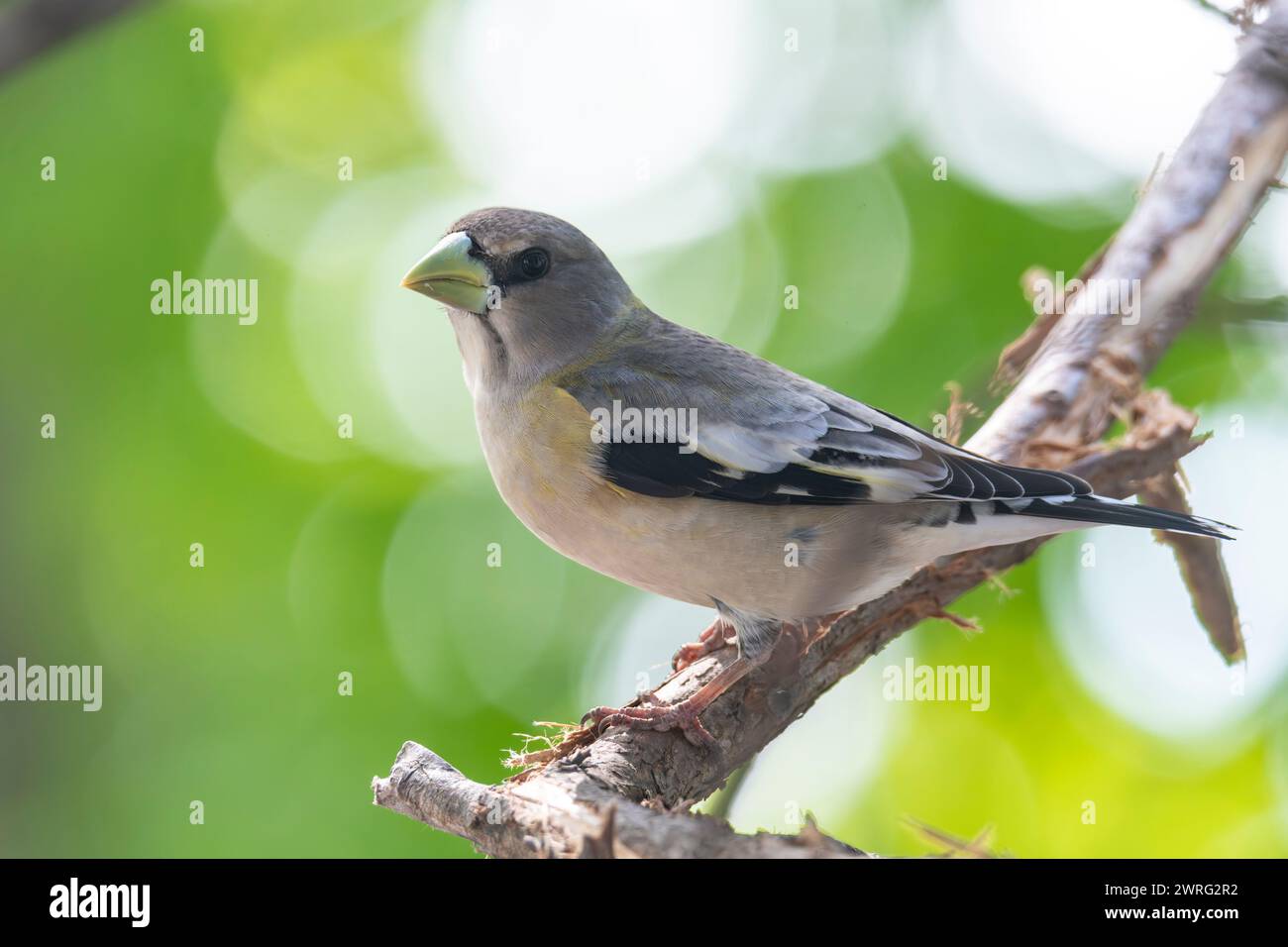 Hesperiphona vespertine hi-res stock photography and images - Alamy