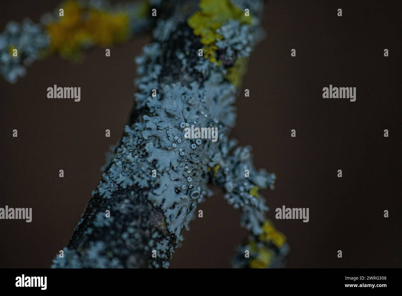 A photo of a tree branch with blue moss, photographed in macro format ...