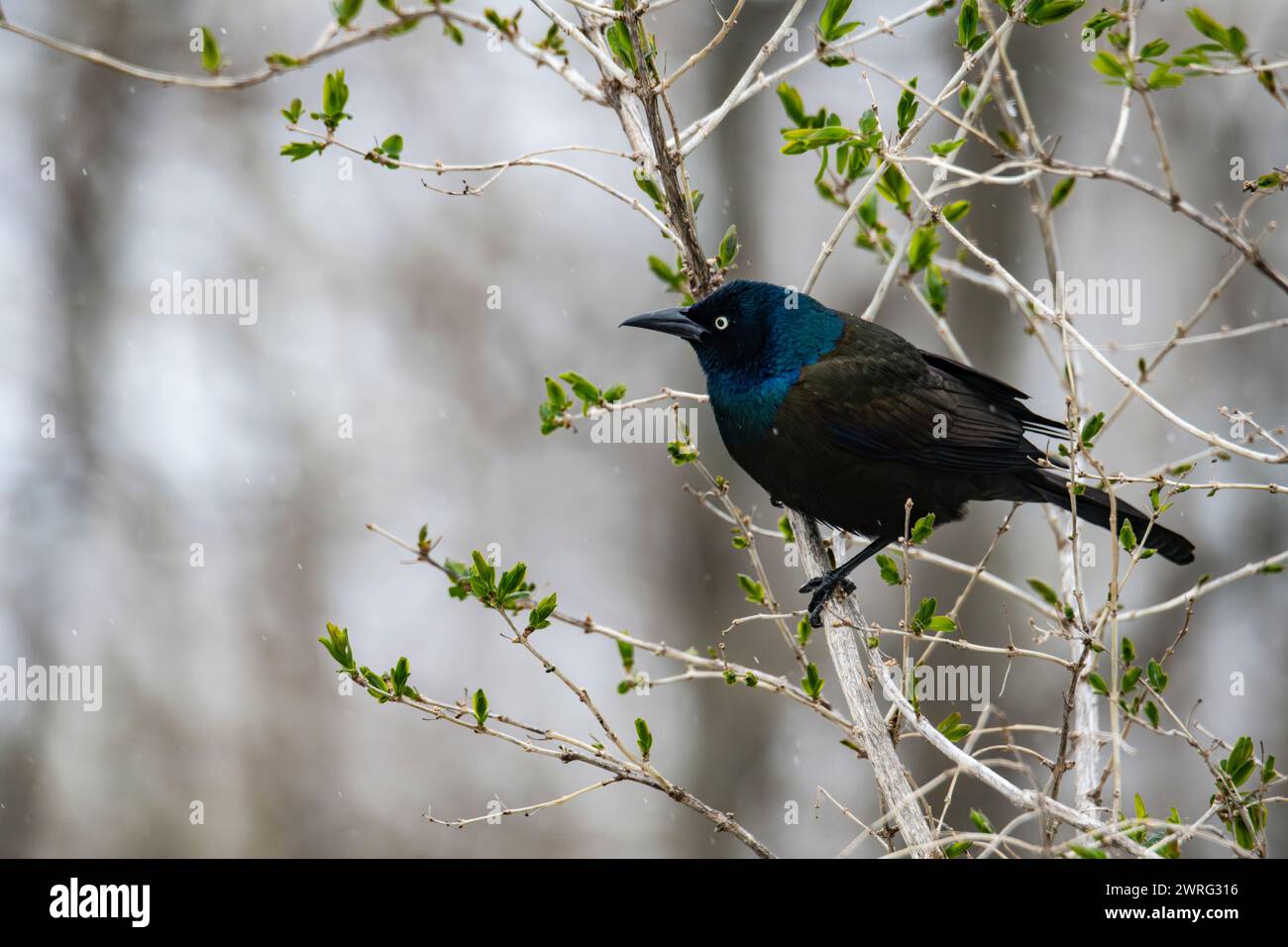 Common grackle blackbird canada hi-res stock photography and images - Alamy