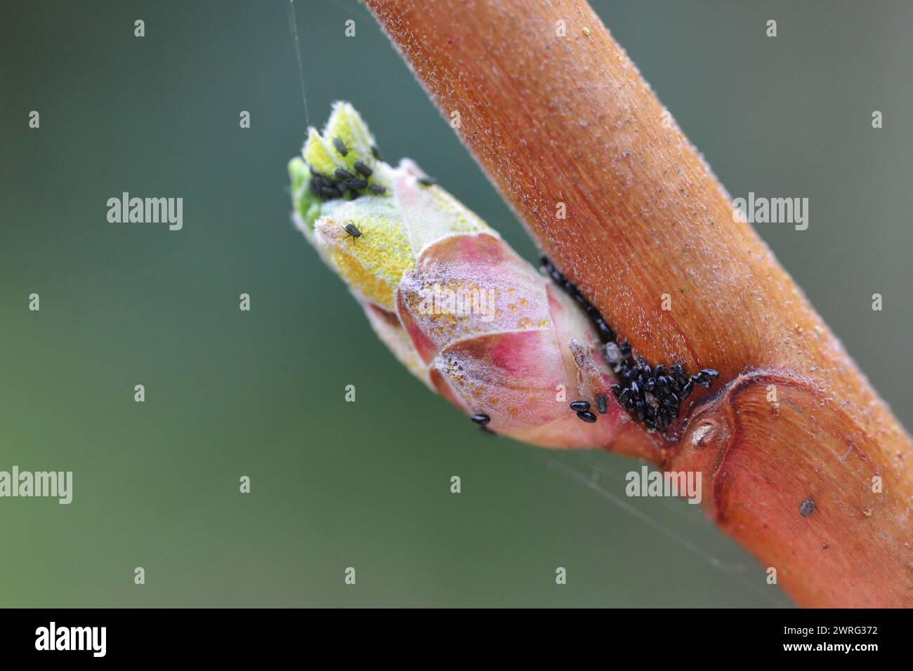 Aphid stages of growth hi-res stock photography and images - Alamy