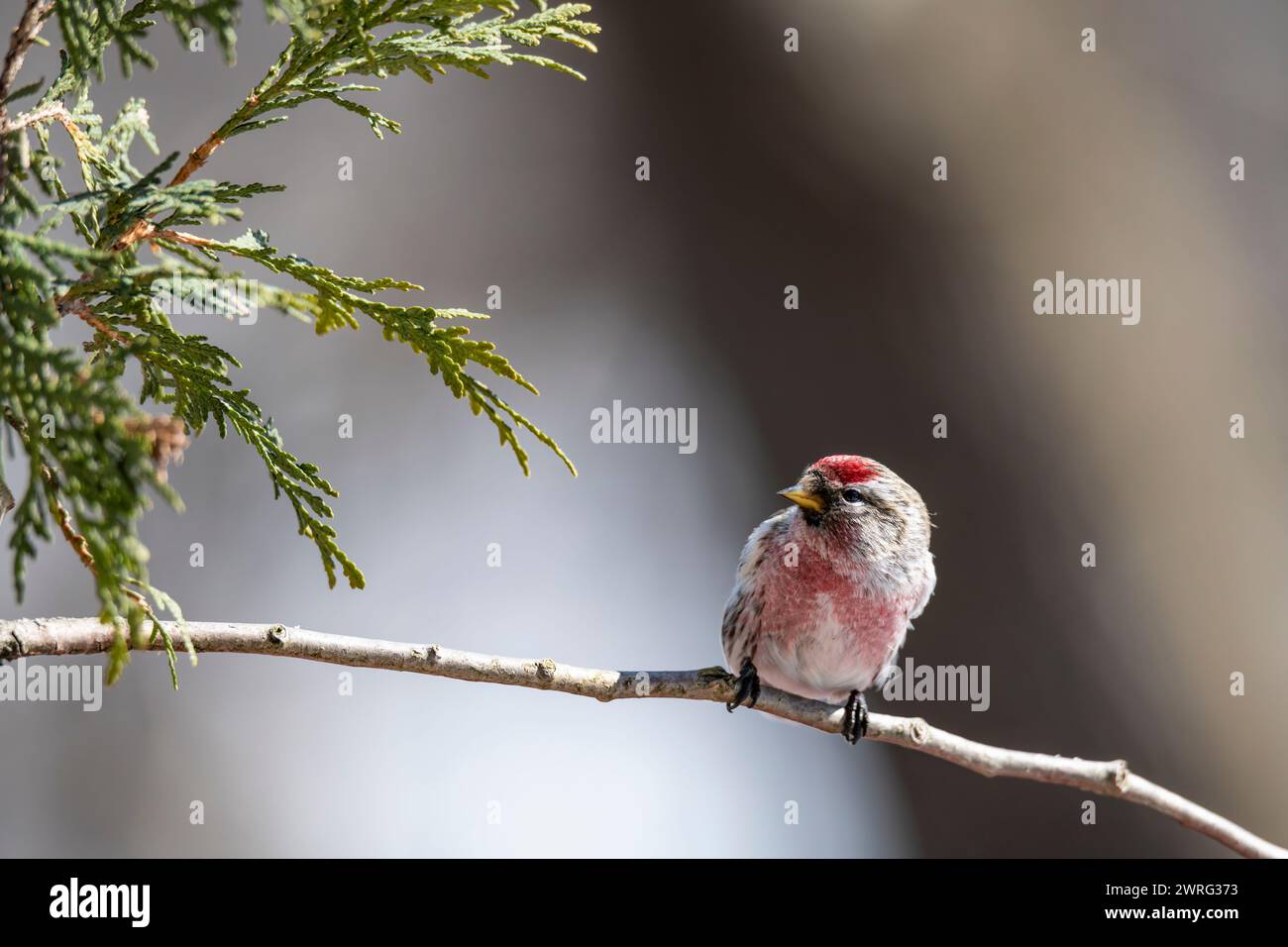 male Common Redpoll, flammea, Acanthis, perched on a branch Stock Photo ...